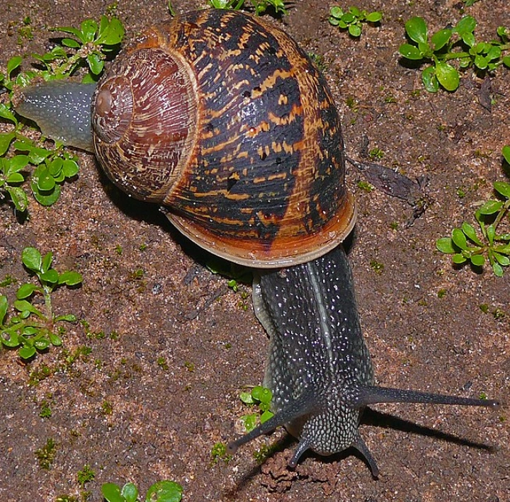 Caracol común de jardín | Wiki Animalpedia | Fandom