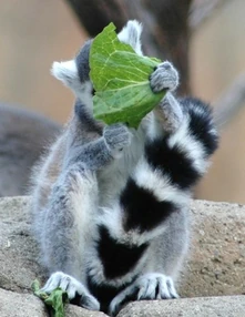 Lemur catta | Wiki Animalpedia | Fandom