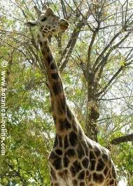 Jirafa | Wiki Animalpedia | Fandom