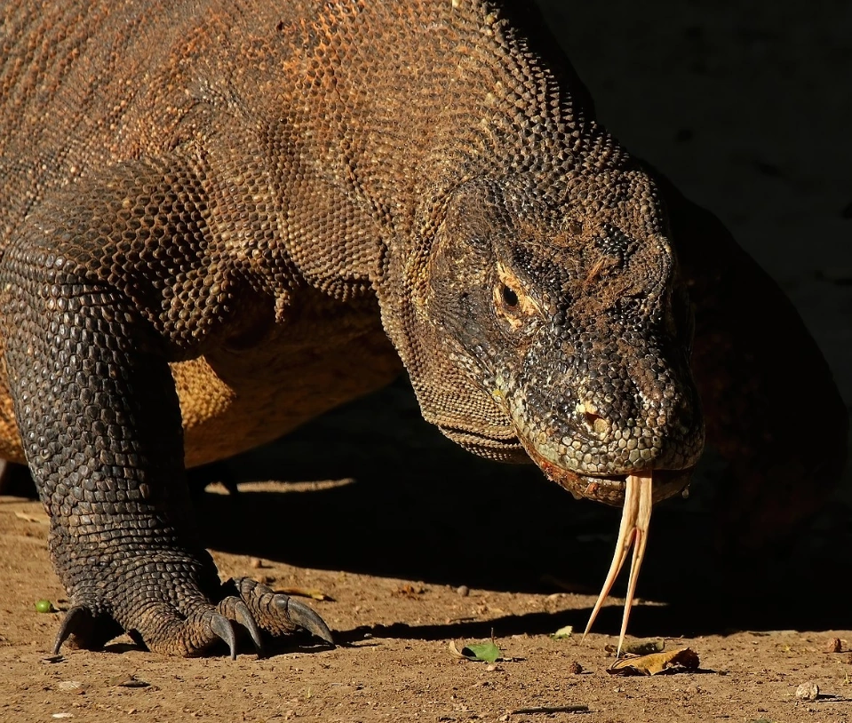 Dragón de Komodo | Wiki Animalpedia | Fandom