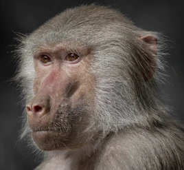 Hamadríade | Wiki Animalpedia | Fandom