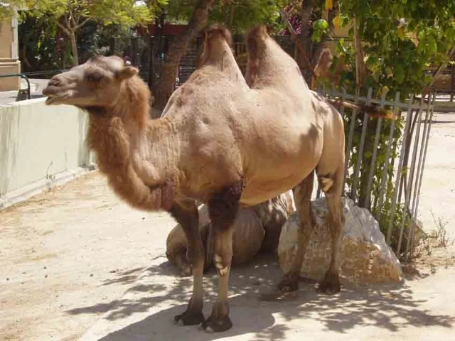 Camello | Wiki Animalpedia | Fandom