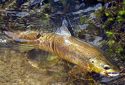 Trucha | Wiki Animalpedia | Fandom