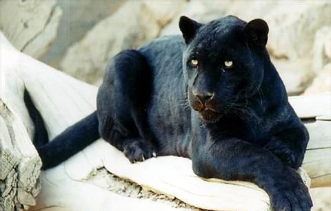 Pantera negra | Wiki Animalpedia | Fandom
