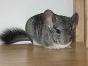 Chinchilla | Wiki Animalpedia | Fandom