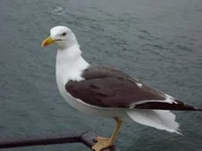 Gaviota | Wiki Animalpedia | Fandom