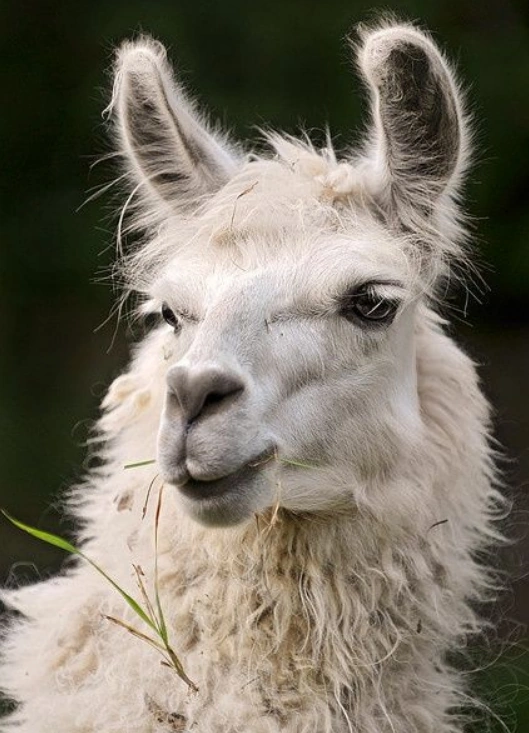 Llama | Wiki Animalpedia | Fandom