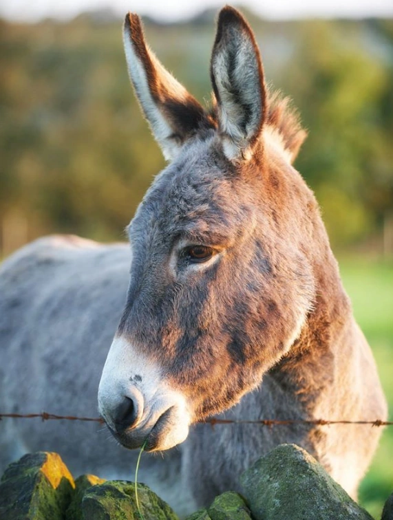Burro | Wiki Animalpedia | Fandom