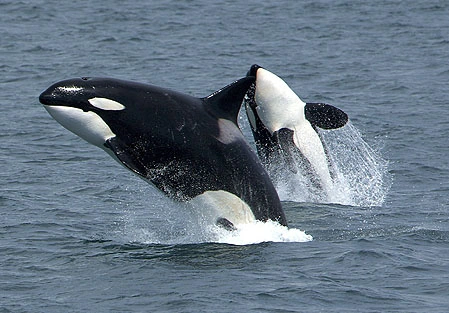 Orca | Wiki Animalpedia | Fandom