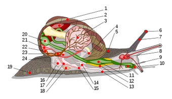 Anatomía De La Concha Del Caracol