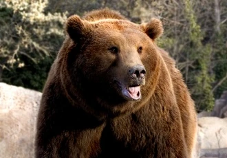 Oso | Wiki Animalpedia | Fandom