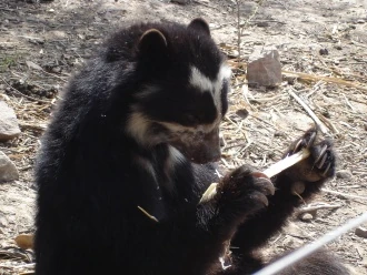 Oso de anteojos | Wiki Animalpedia | Fandom