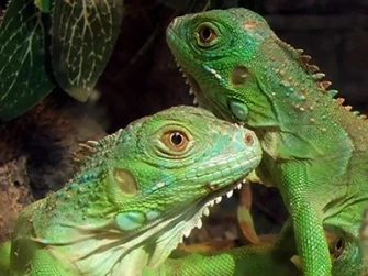 Iguana | Wiki Animalpedia | Fandom