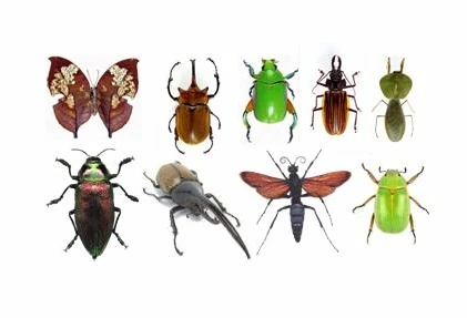 Ovíparos | Wiki Animalpedia | Fandom