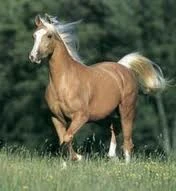 Caballo | Wiki Animalpedia | Fandom