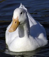 Pato | Wiki Animalpedia | Fandom