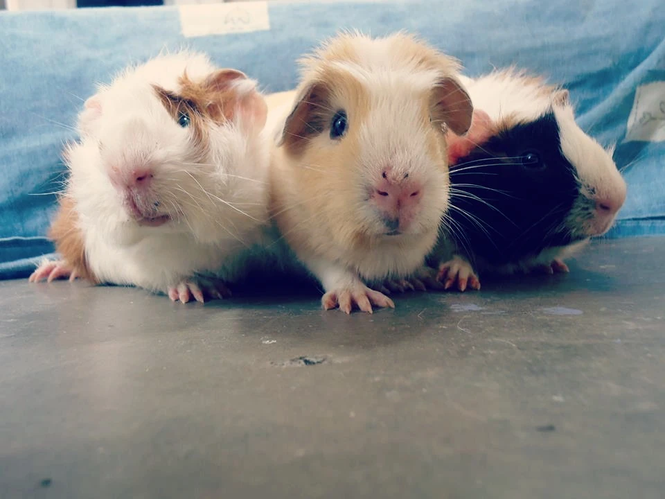 Vivíparos | Wiki Animalpedia | Fandom