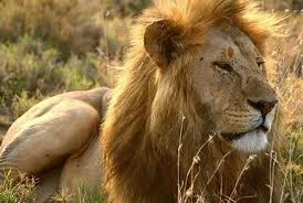 Categoría:Animales | Wiki Animalpedia | Fandom