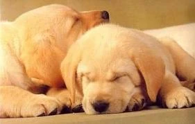 Perro/Galería | Wiki Animalpedia | Fandom