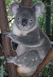 Koala | Wiki Animalpedia | Fandom