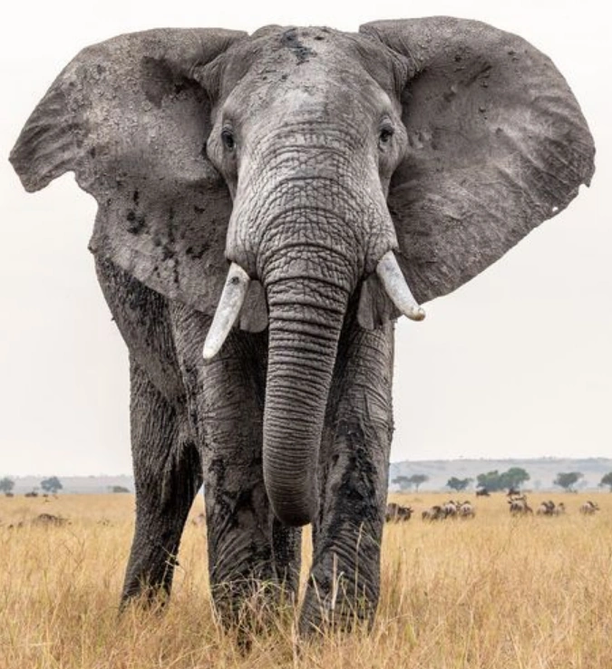 Elefante africano de sabana | Wiki Animalpedia | Fandom