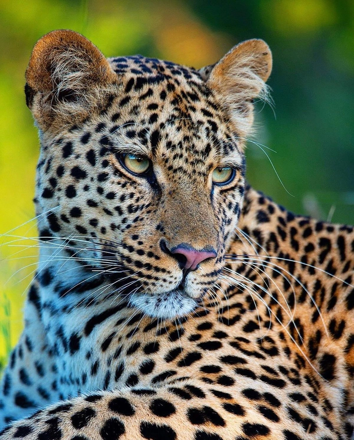 Leopardo africano | Wiki Animalpedia | Fandom