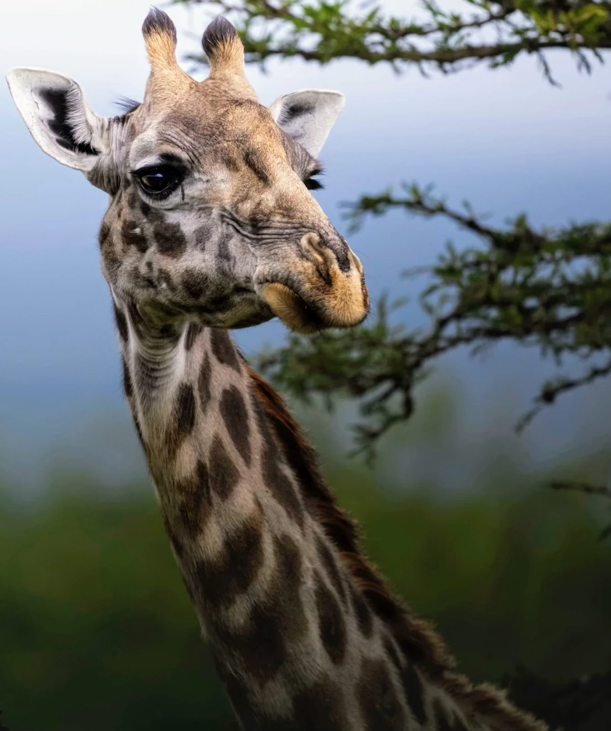 Jirafa | Wiki Animalpedia | Fandom