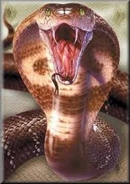 Cobra | Wiki Animalpedia | Fandom