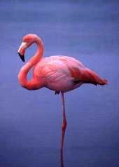 Flamenco | Wiki Animalpedia | Fandom