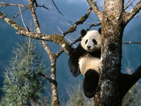 Oso panda | Wiki Animalpedia | Fandom