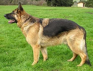 Perro | Wiki Animalpedia | Fandom