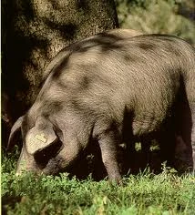 Cerdo | Wiki Animalpedia | Fandom