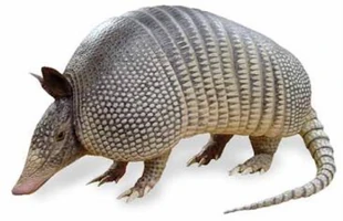 Armadillo | Wiki Animalpedia | Fandom