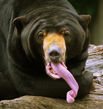 Oso/Galería | Wiki Animalpedia | Fandom