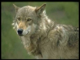 Lobo | Wiki Animalpedia | Fandom