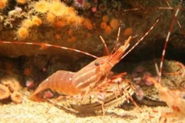Langostino | Wiki Animalpedia | Fandom