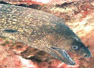 Morena | Wiki Animalpedia | Fandom