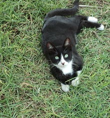 Gato Doméstico | Wiki Animalpedia | Fandom