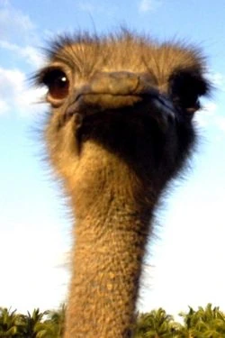 Avestruz | Wiki Animalpedia | Fandom