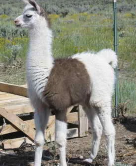 Llama | Wiki Animalpedia | Fandom