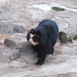 Oso de anteojos | Wiki Animalpedia | Fandom
