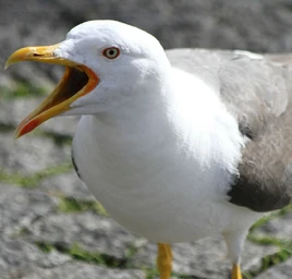 Gaviota sombría | Wiki Animalpedia | Fandom
