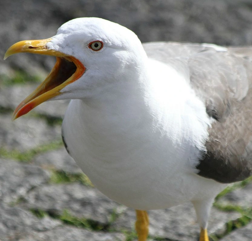 Gaviota sombría | Wiki Animalpedia | Fandom