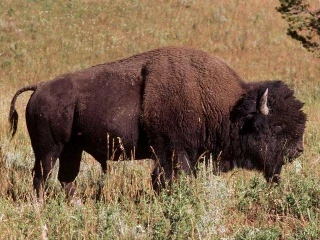 Bisonte Europeo | Wiki Animalpedia | Fandom