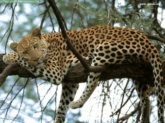 Silueta De árbol De Leopardo