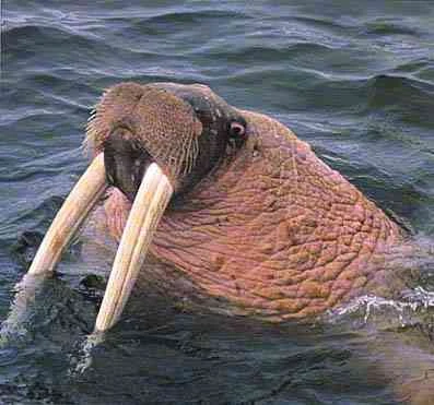 Morsa | Wiki Animalpedia | Fandom