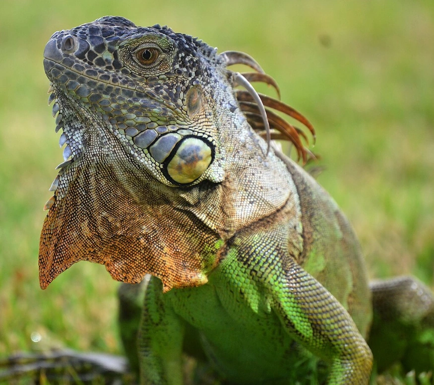 Iguana verde | Wiki Animalpedia | Fandom