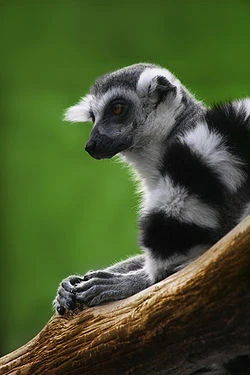 Lemur catta | Wiki Animalpedia | Fandom