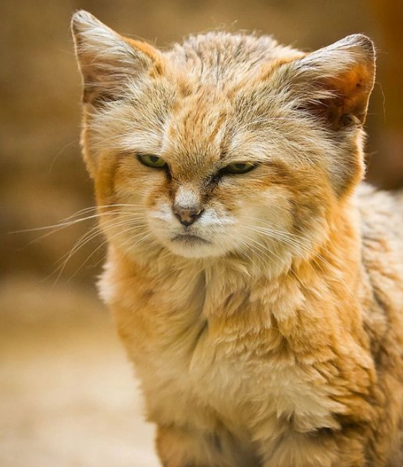 Gato de las arenas | Wiki Animalpedia | Fandom
