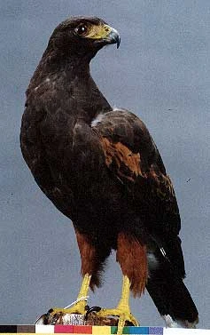 Halcon | Wiki Animalpedia | Fandom